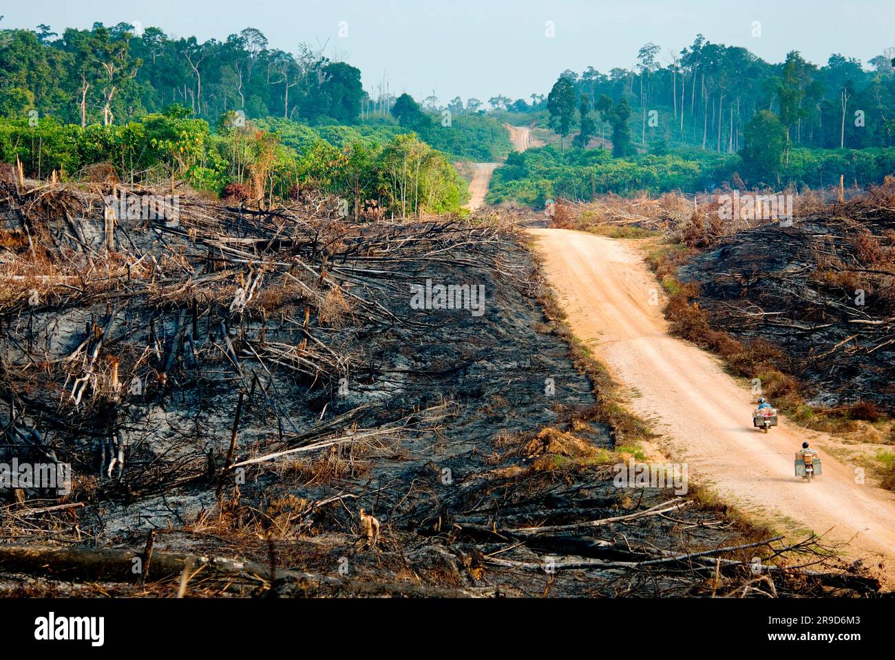 Fresh signs of deforestation in Indonesia Stock Photo - Alamy