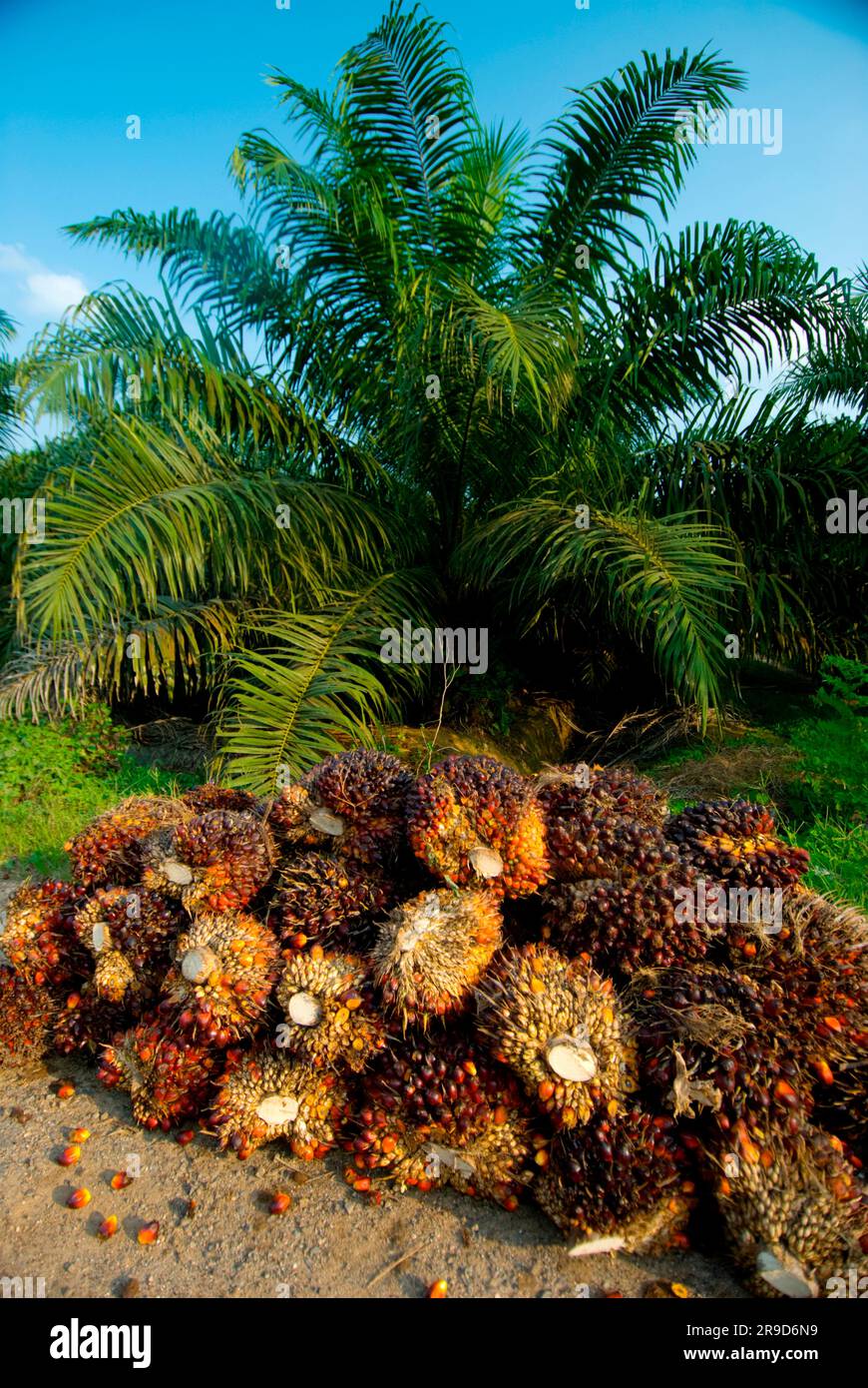 Palm Oil Deforestation Facts Indonesia at Cooper Meares blog