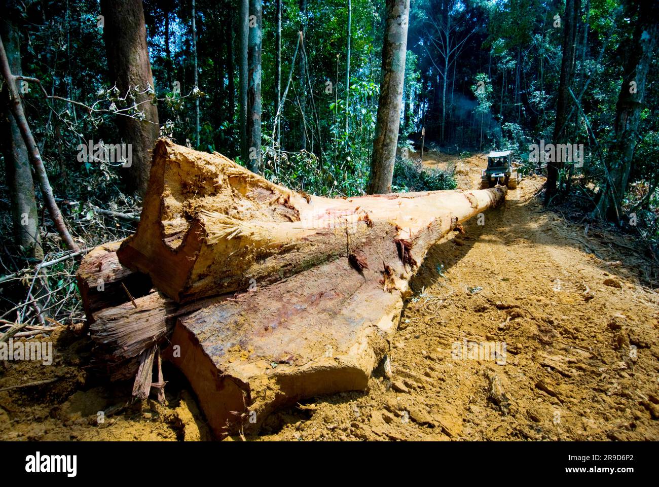 Logging practices hi-res stock photography and images - Alamy