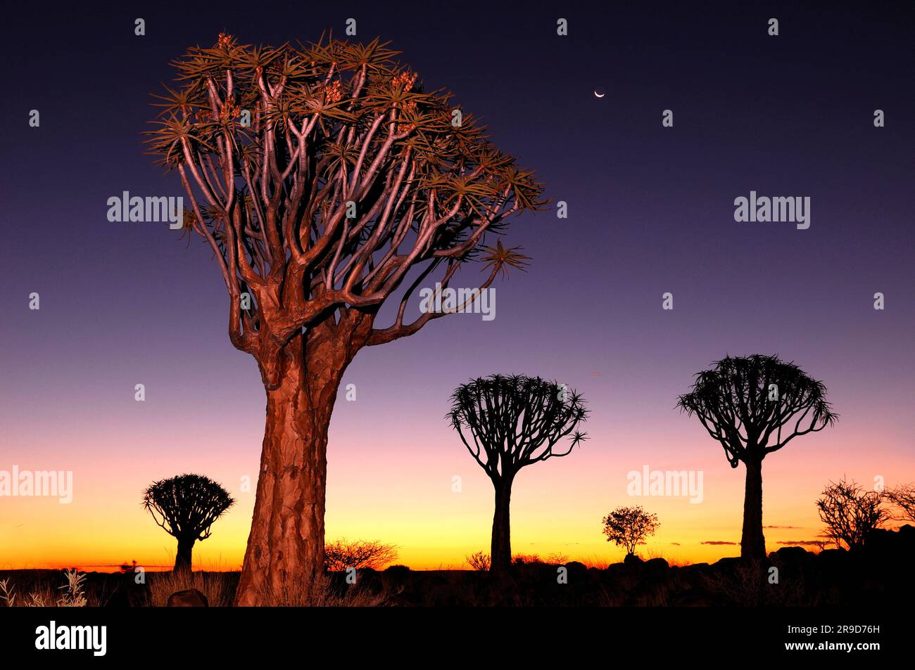 Sunset at Quiver Tree Forest, Keetmanshoop, Karas Region, Namibia Stock ...