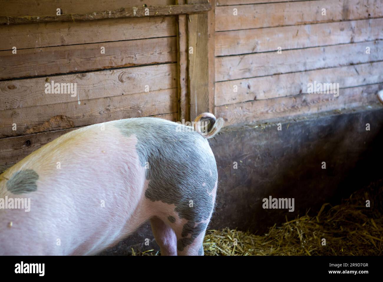Pig tail on a farm in Cheshire, England Stock Photo - Alamy