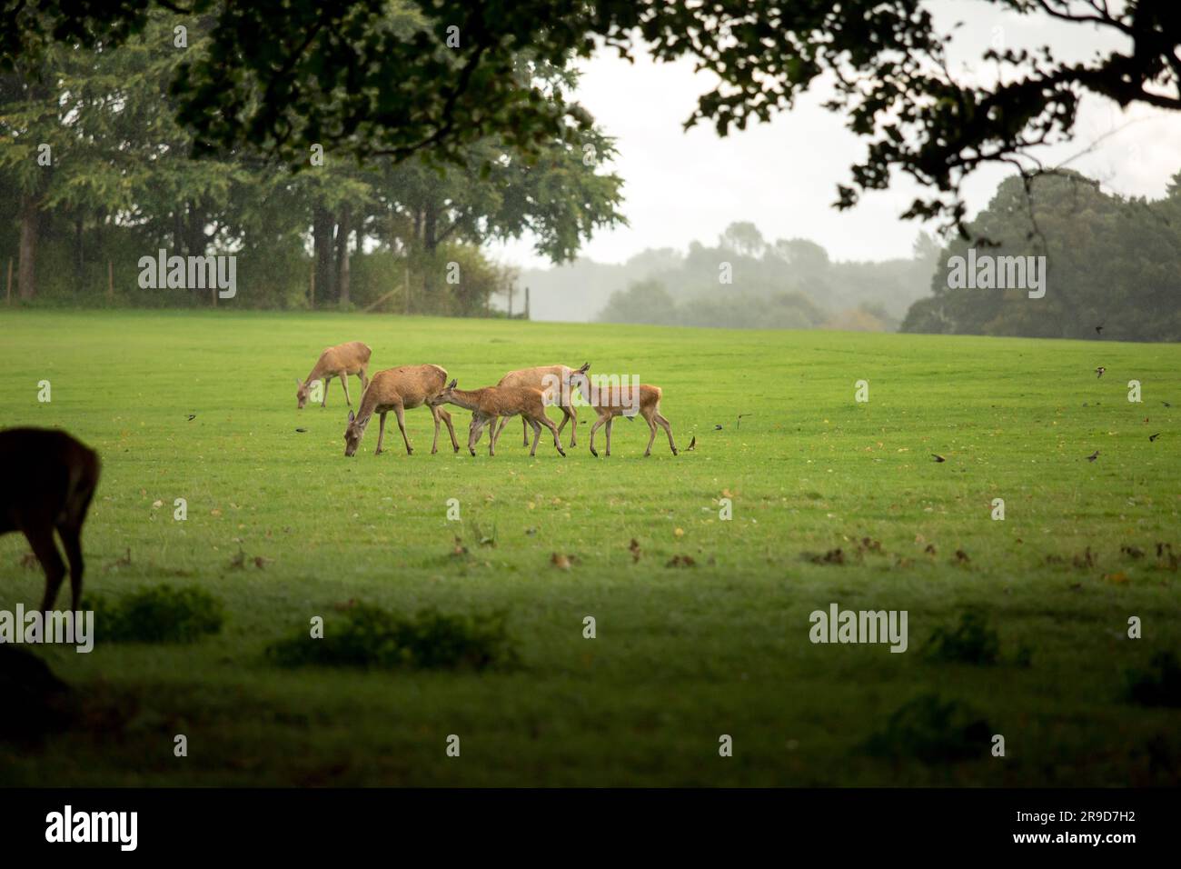 Deer walking through Tatton Park in England Stock Photo - Alamy