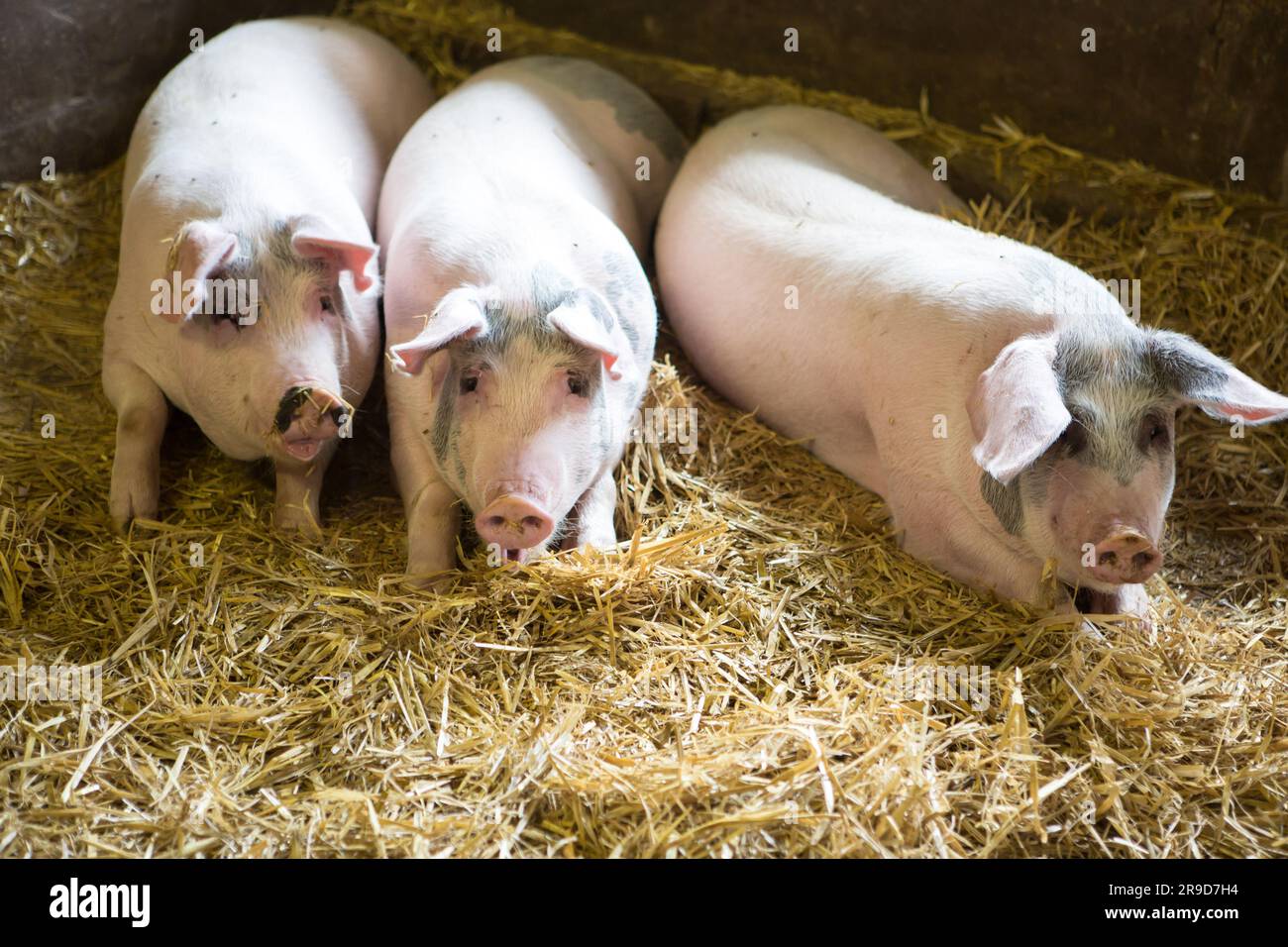 Tatton park knutsford uk hi-res stock photography and images - Alamy