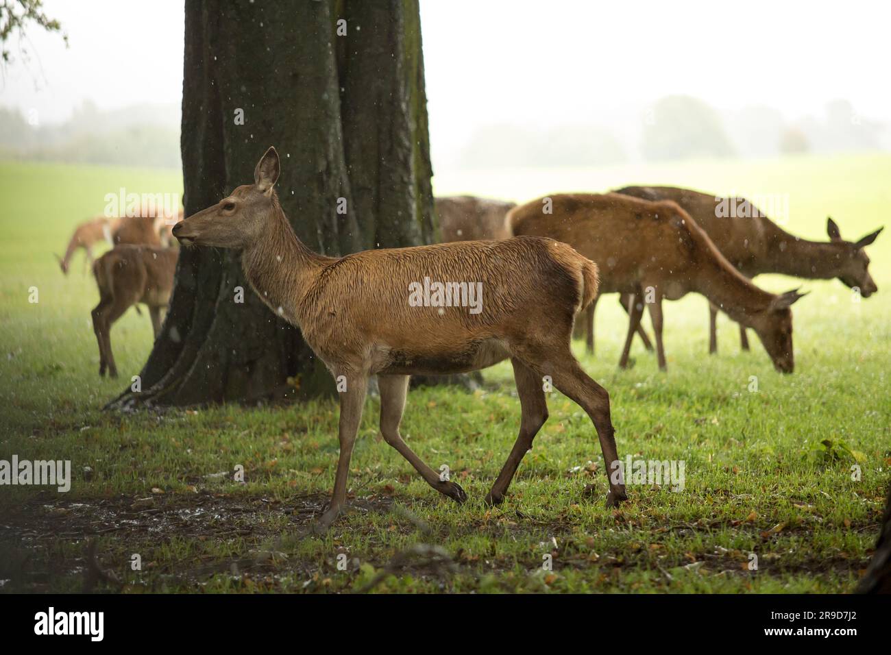 Deer at Tatton Park, Knutsford England Stock Photo - Alamy