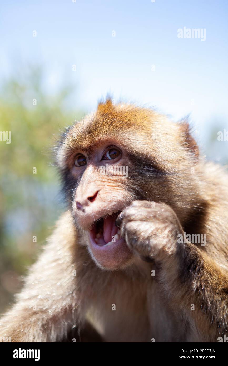 Gibraltar ape teeth hi-res stock photography and images - Alamy