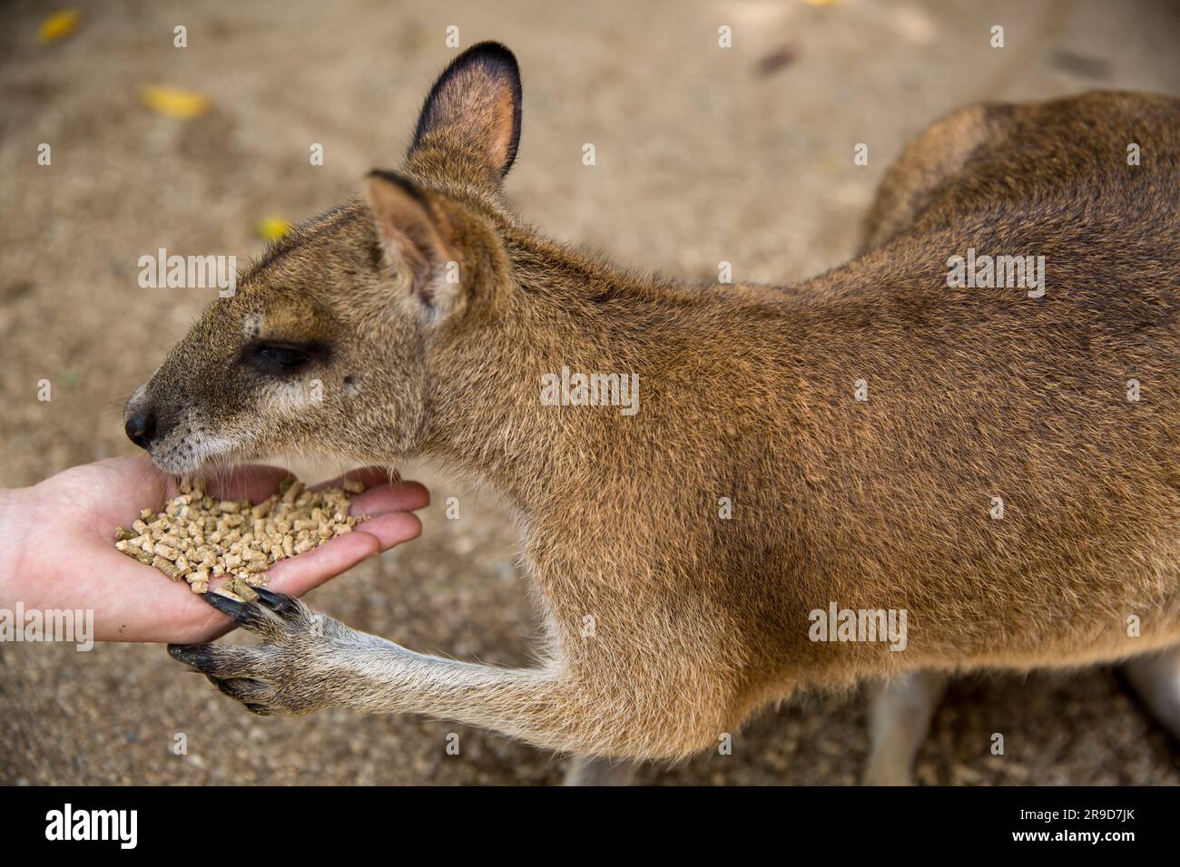 Hand feeding the Wallabies in Australia Stock Photo - Alamy