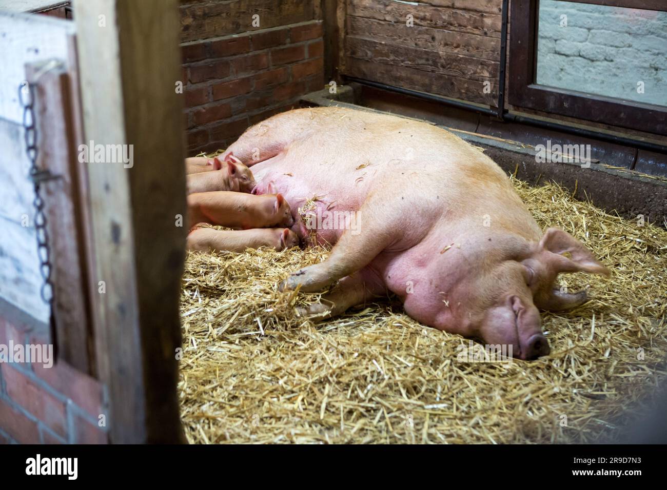 Piglets suckling on mother at an English farm, Chesire Stock Photo - Alamy