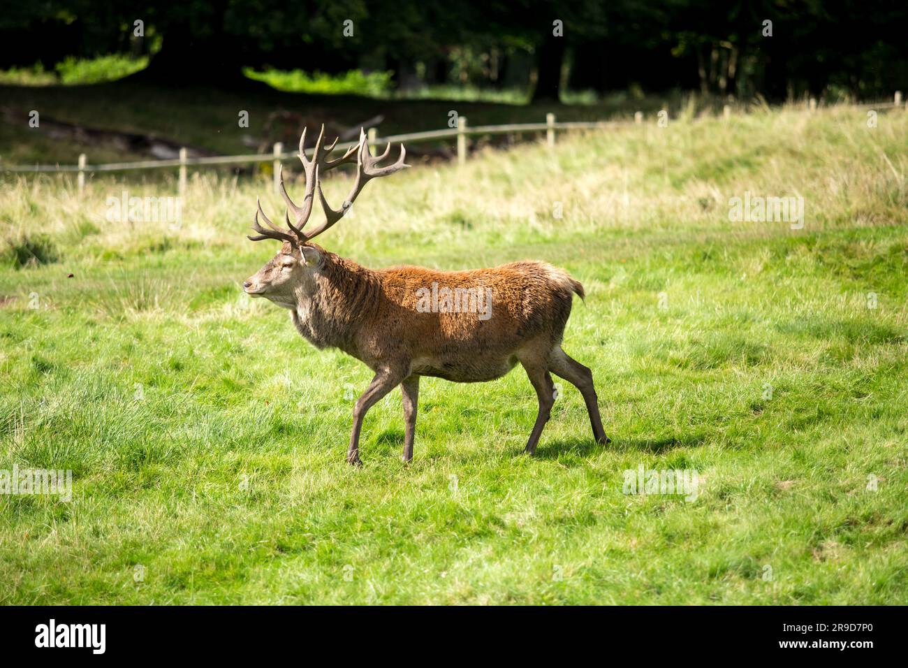 Side profile of a Red Deer in England Stock Photo - Alamy