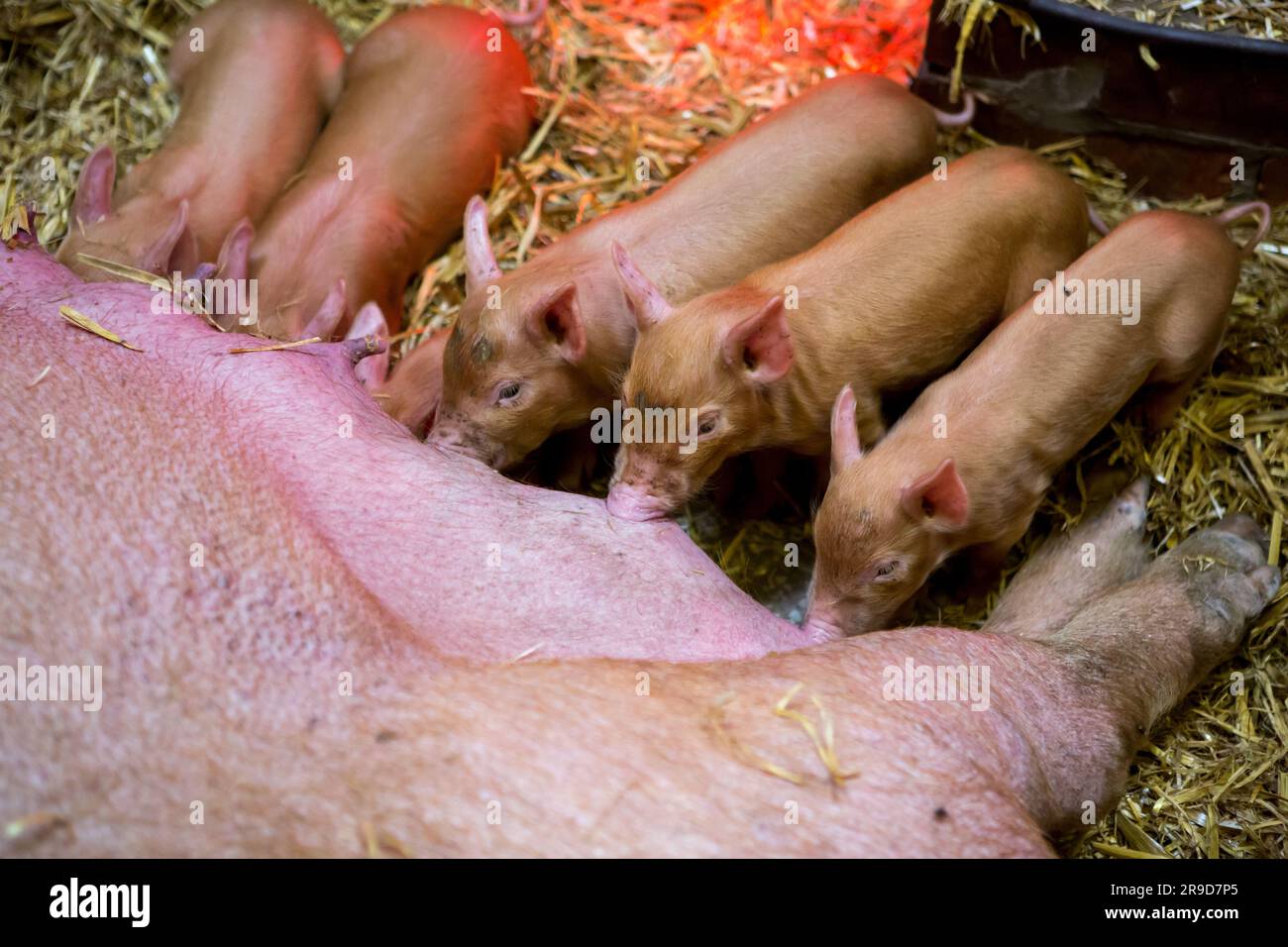 Cute english town hi-res stock photography and images - Alamy