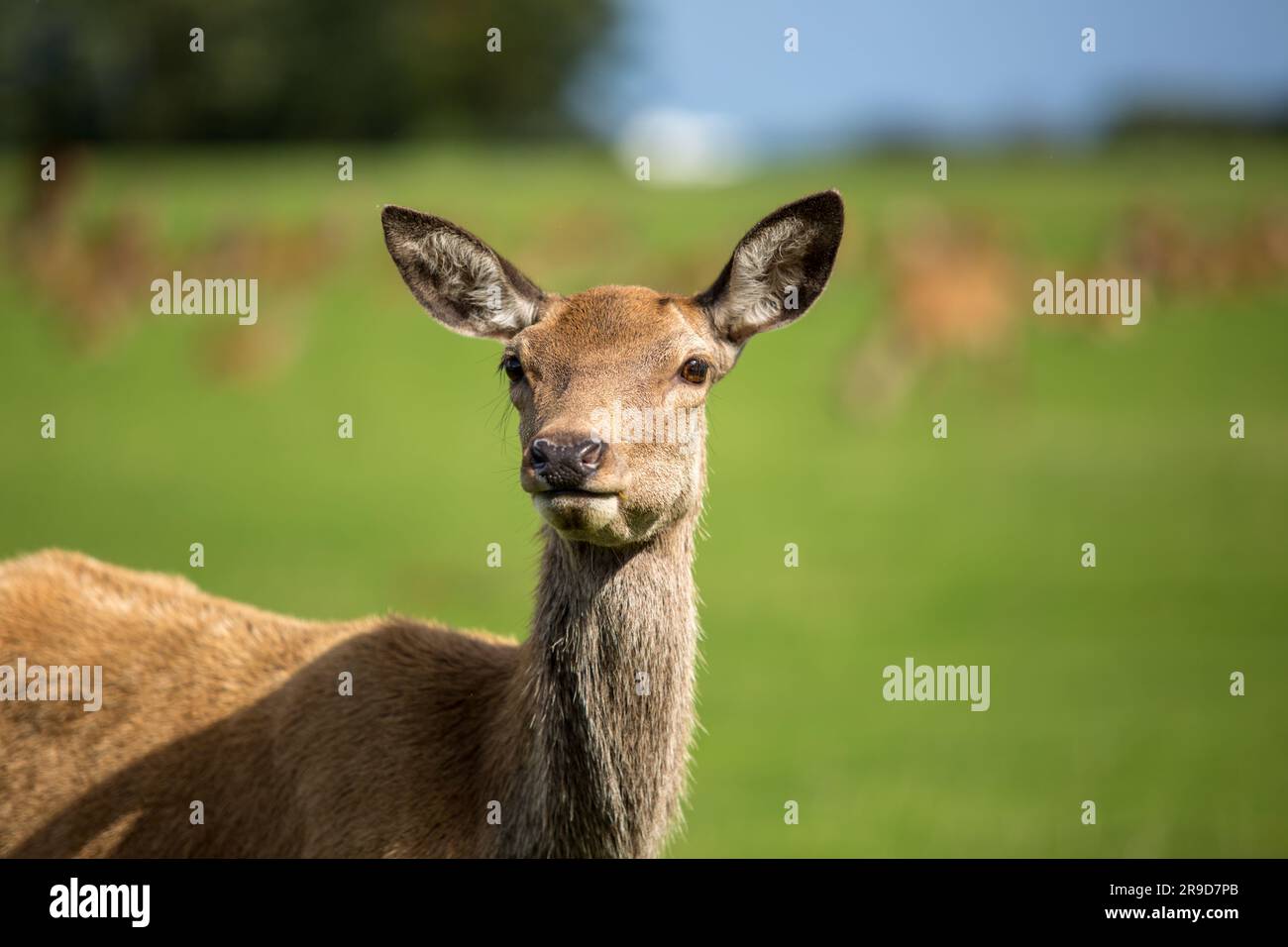 Tatton hall deer hi-res stock photography and images - Alamy