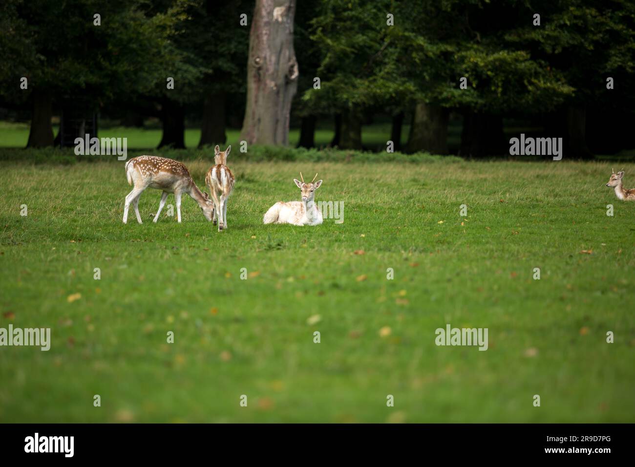 Deer in English Countryside, Cheshire UK Stock Photo - Alamy
