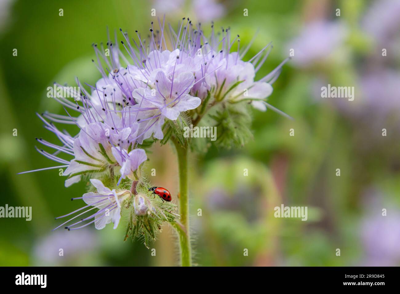 macro of a ladybug coccinella magnifica on blue tansy - phacelia ...