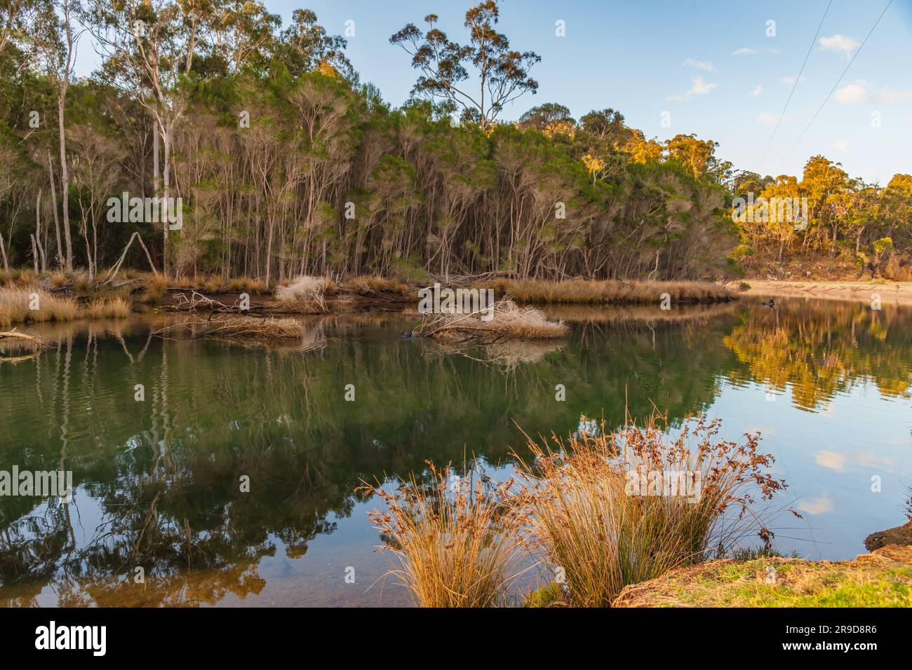 Tree reflections in the late afternoon light on Shadrack Creek in Eden ...