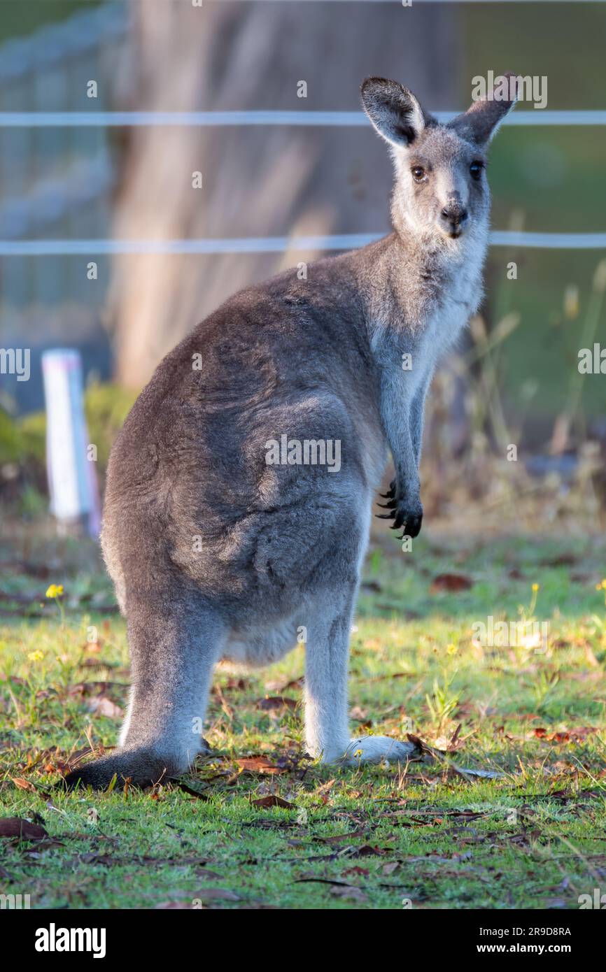 Kangaroos like hanging out on the golf course in Australia. Taken at ...