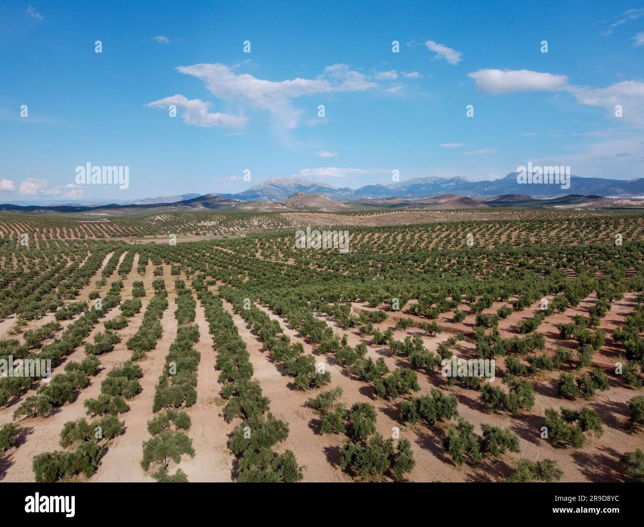 Aerial view of agricultural field with olive trees and hills under a ...