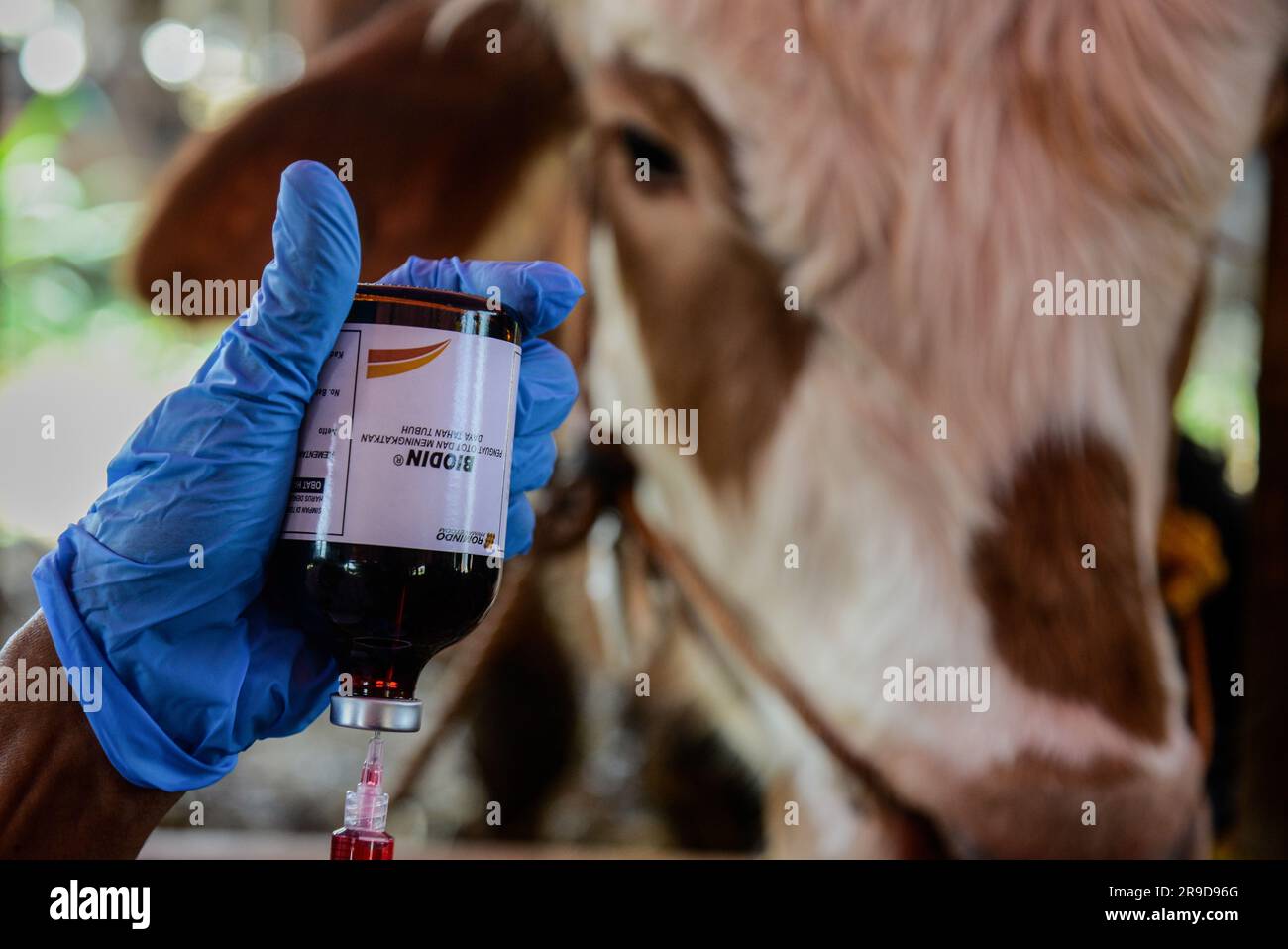 Bogor, West Java, Indonesia. 26th June, 2023. A Animal health worker ...