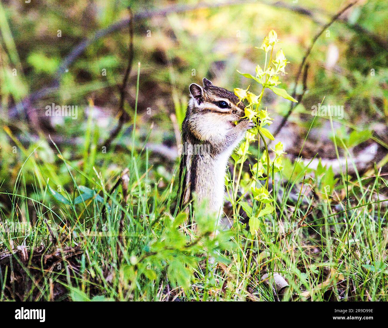 Chipmunk flower hi-res stock photography and images - Alamy