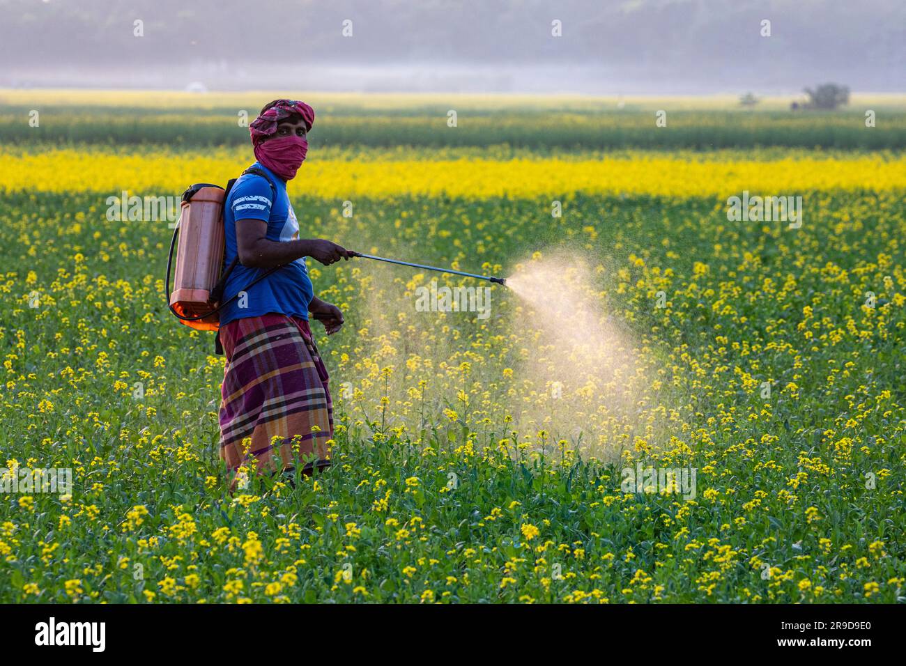 Farmer pesticide in paddy field hi-res stock photography and images - Alamy