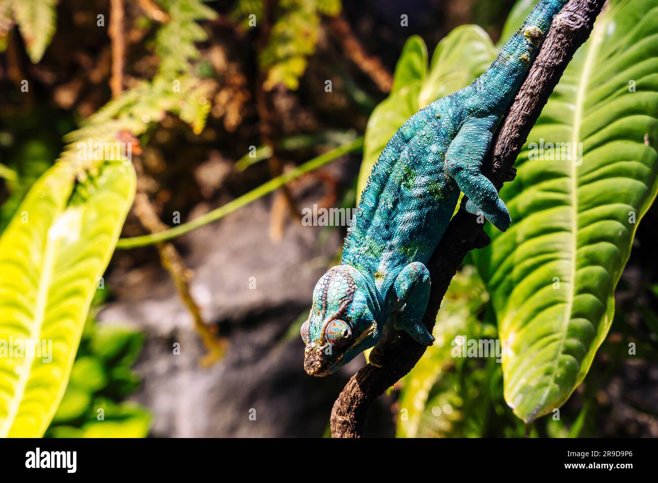 chameleon with rolling eyes in a terrarium close-up. A multicolored ...