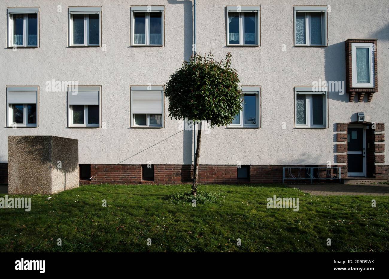 Small tree with spherical crown supported by wire next to garbage ...