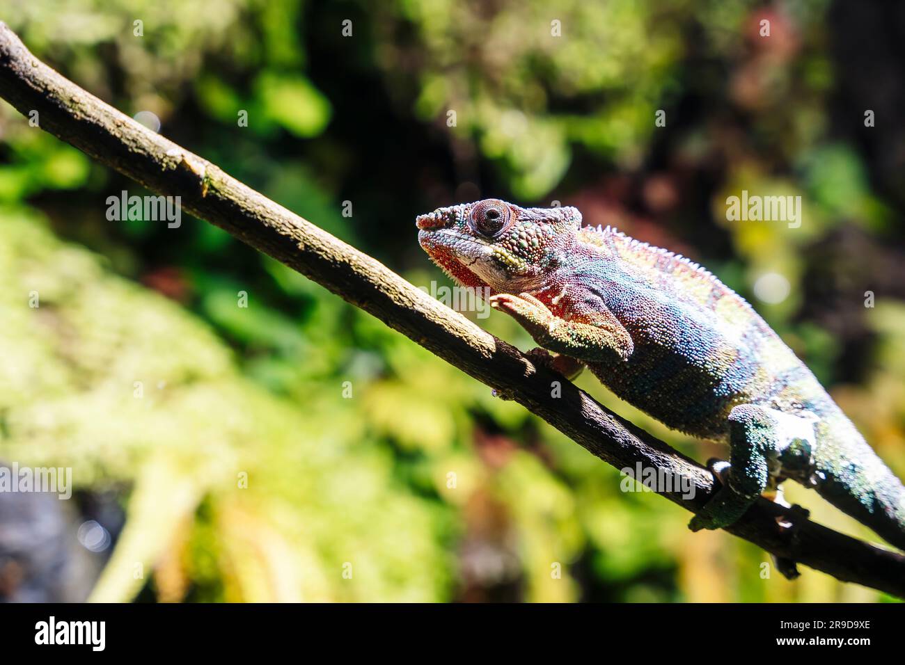 chameleon with rolling eyes in a terrarium close-up. A multicolored ...