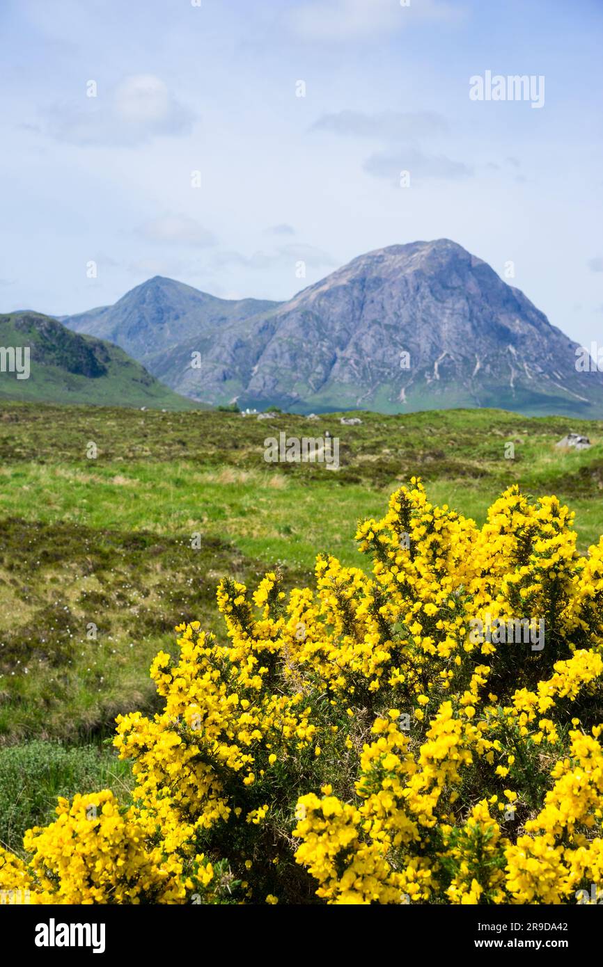 Buachaille Etive Mor mountain in the distance with Scotch Broom ...