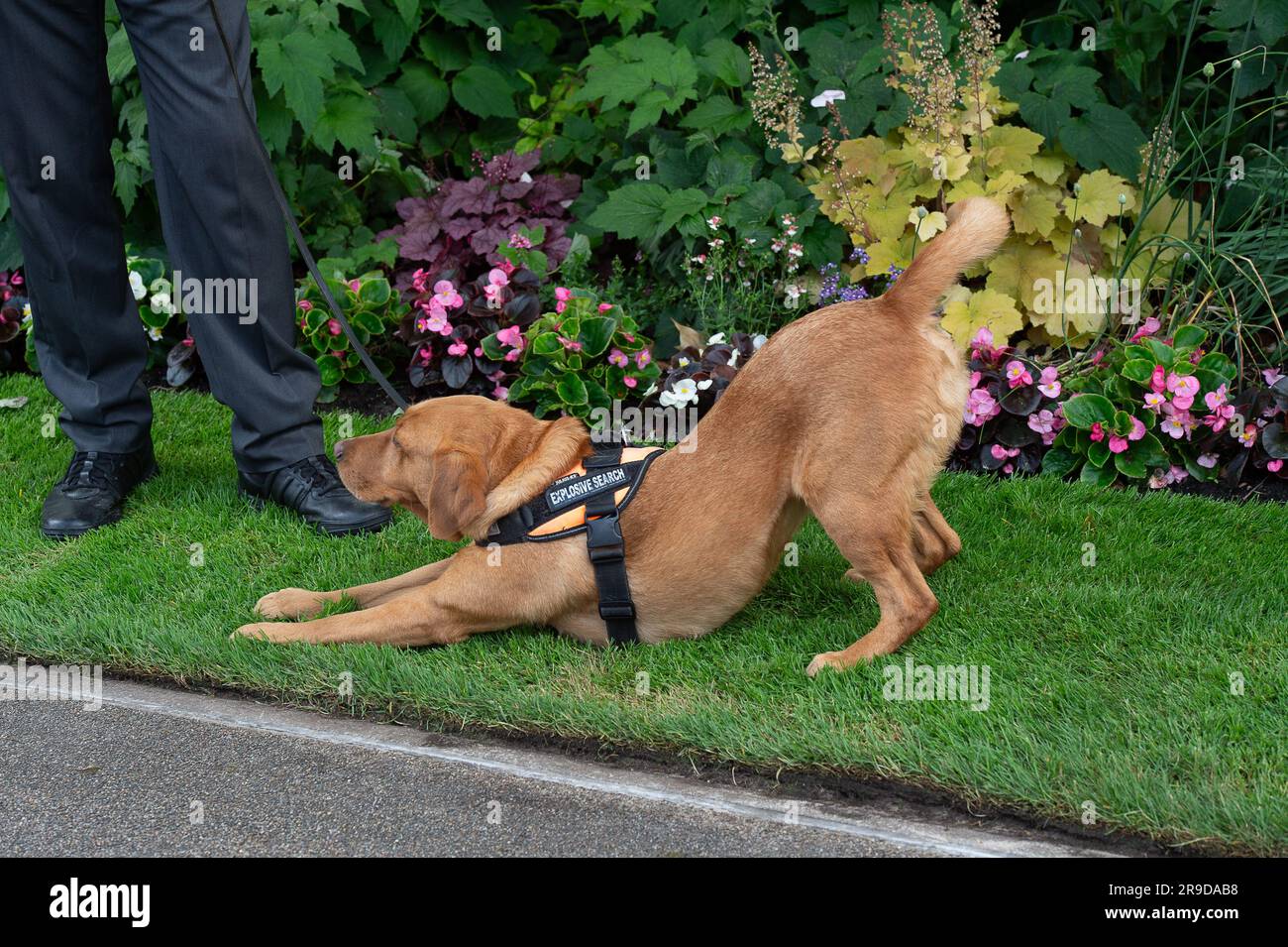 Ascot, Berkshire, UK. 21st June, 2023. An explosives dog on duty at ...