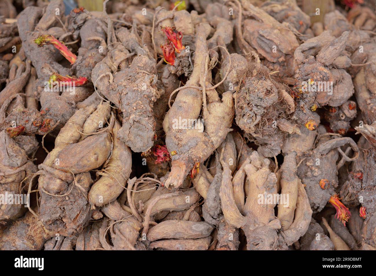 Many 'Incarvillea' flowering fern plant roots at market Stock Photo - Alamy