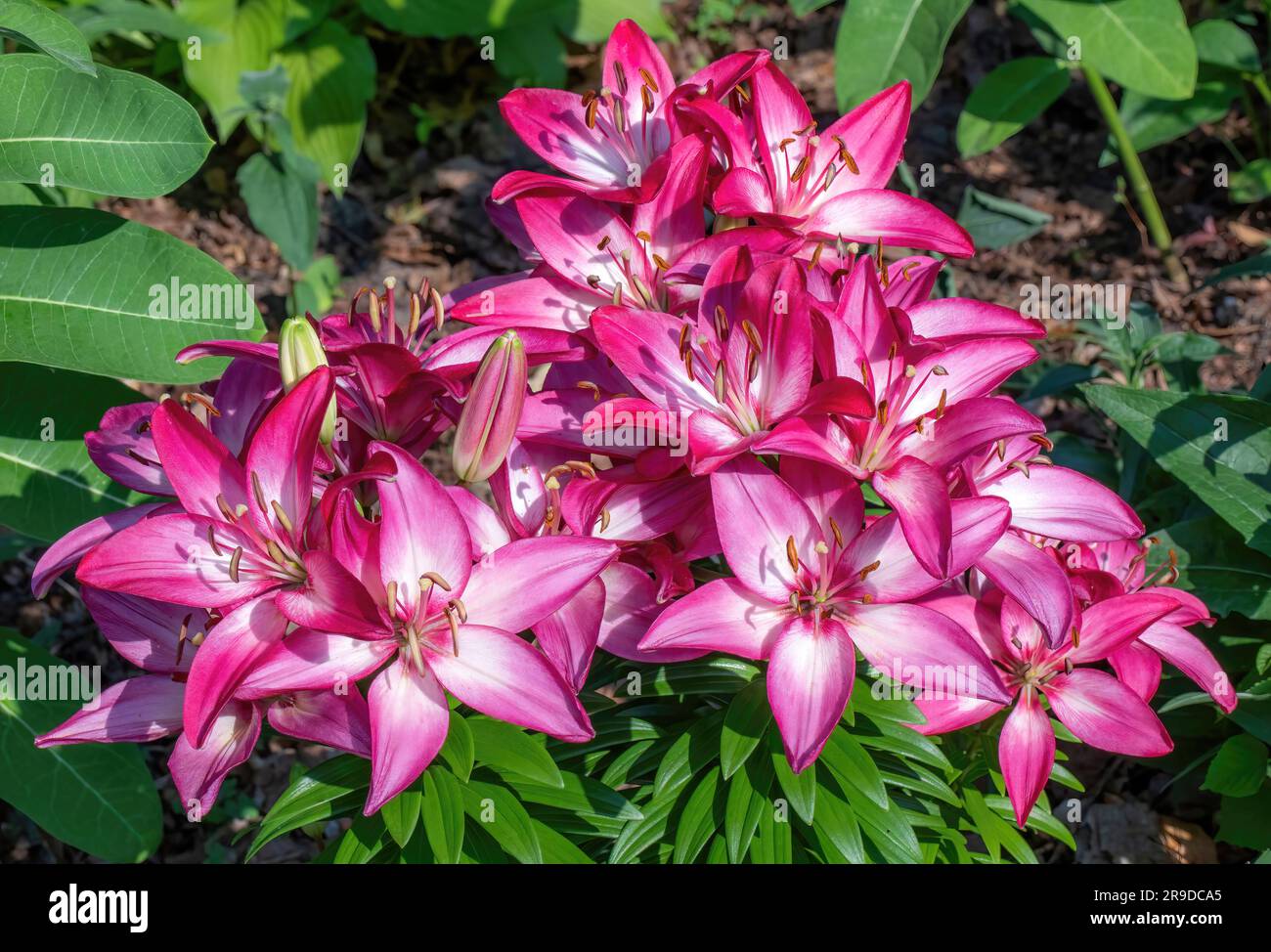 Pretty pink lilies in a summer garden in St. Paul, Minnesota USA Stock ...