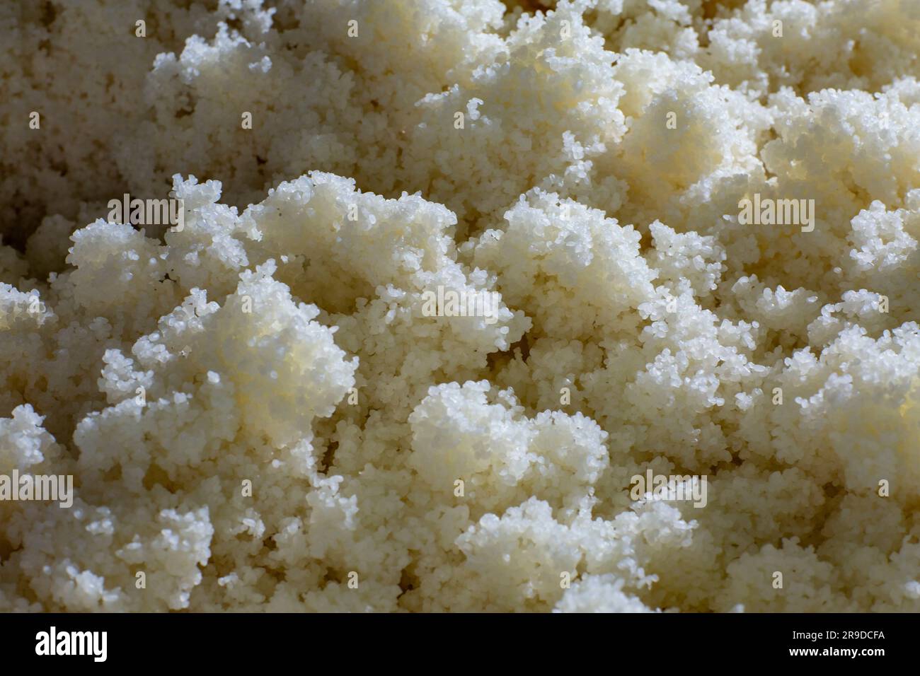 To cool down steamed rice for making sake, Hyogo prefecture, Japan ...