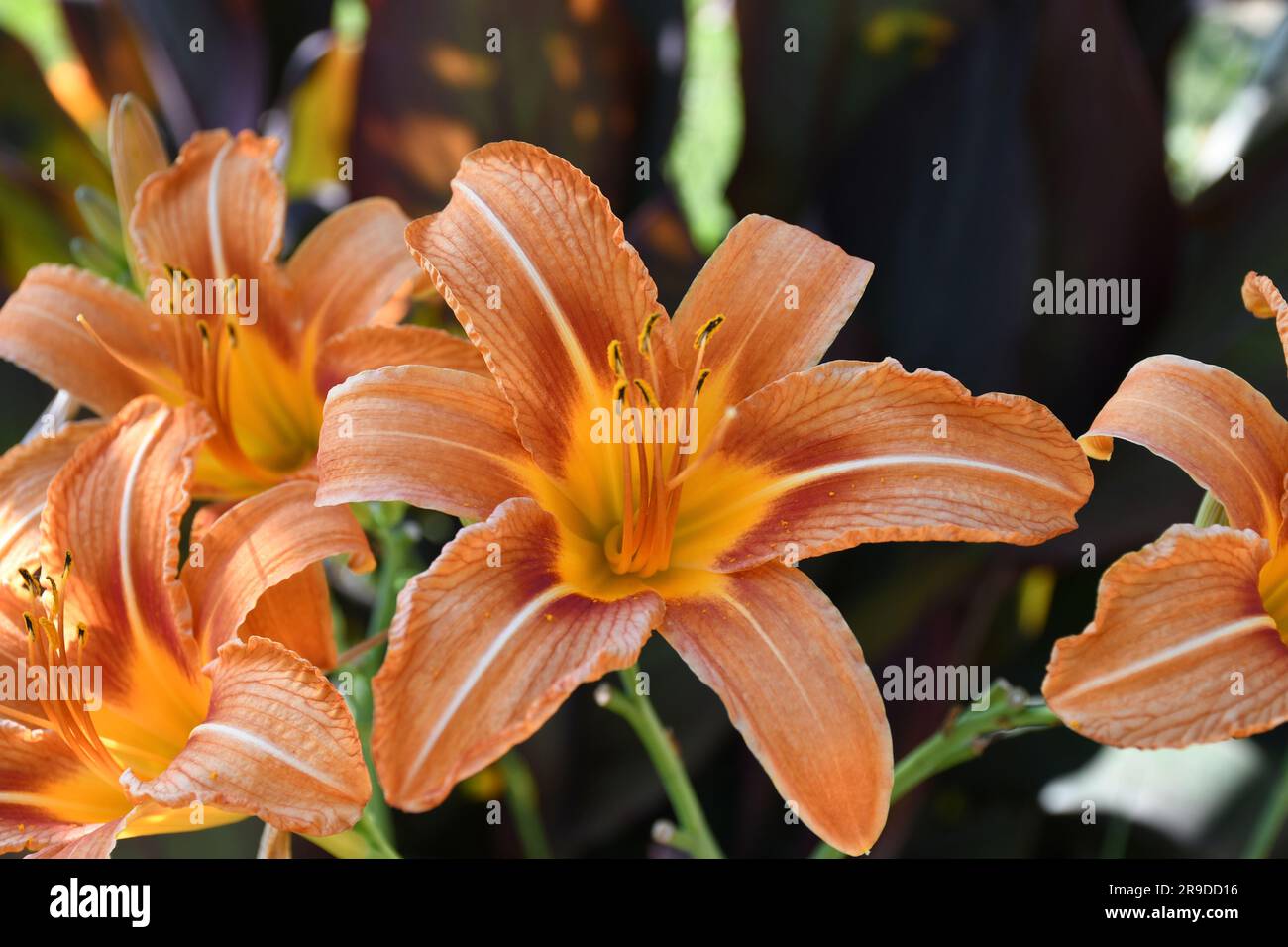 Orange Daylily - Hemerocallis fulva Stock Photo - Alamy