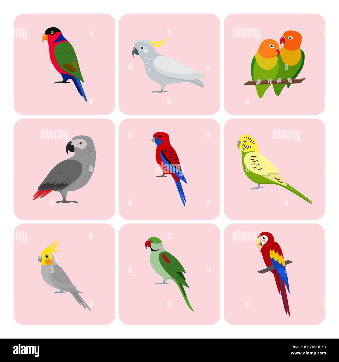Colorful collection of parrot icons. Tropical bird pet symbols set ...