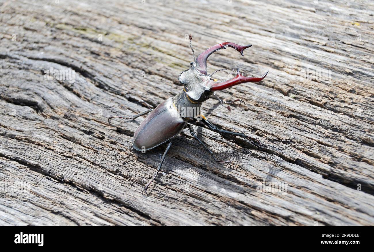 Male stag beetle with long and sharp jaws in wild forest Stock Photo ...