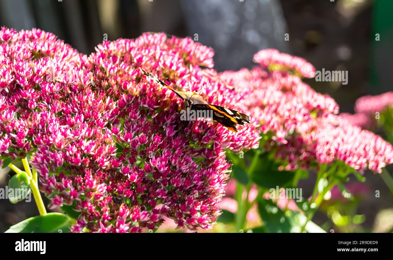 Photography to theme beautiful black butterfly Monarch Stock Photo - Alamy