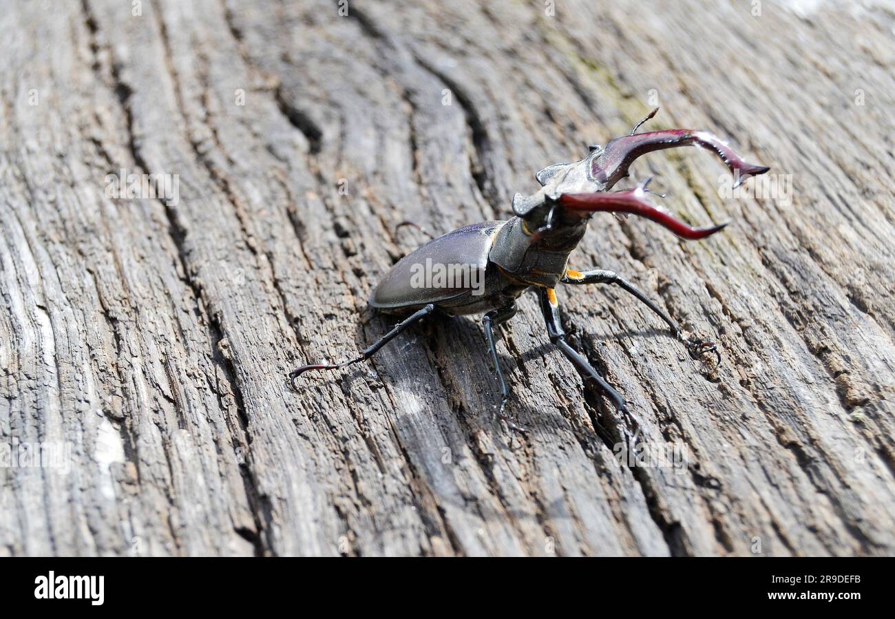 Male stag beetle with long and sharp jaws in wild forest Stock Photo ...
