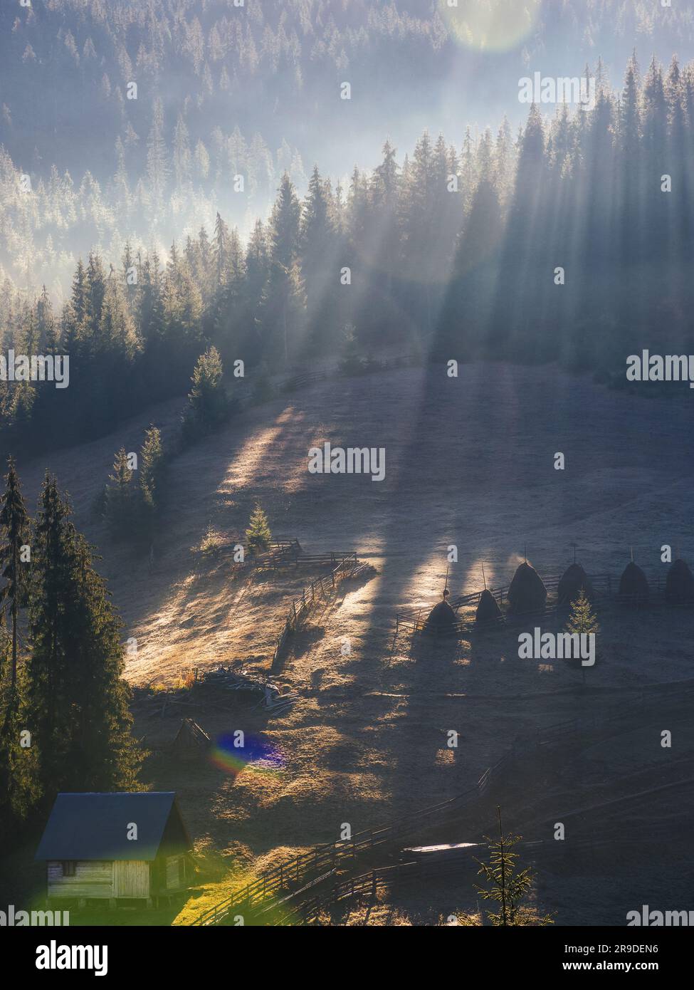 forest nature background. beautiful autumn season. sunny morning Stock ...