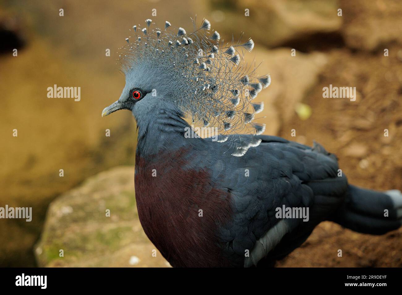 Crowned crest atop hi-res stock photography and images - Alamy