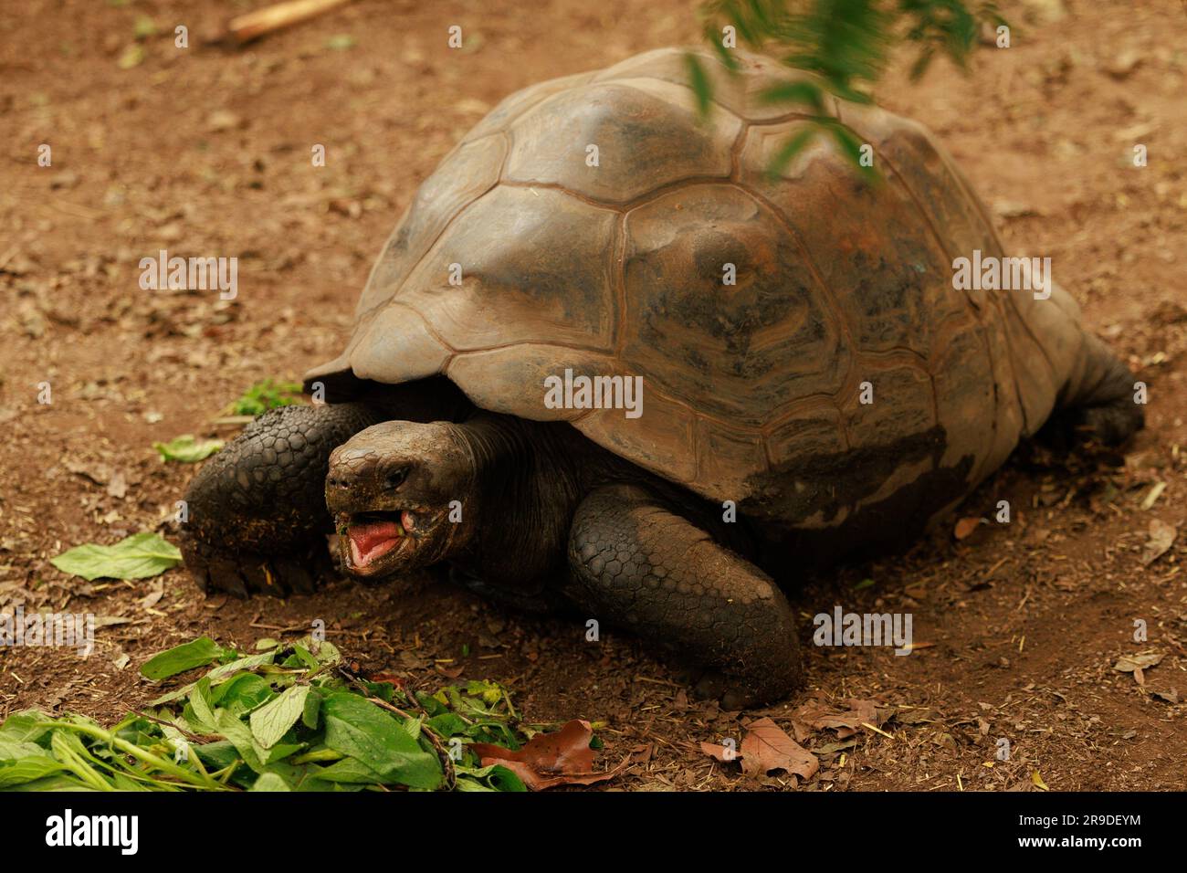 Turtle on sea bed hi-res stock photography and images - Alamy