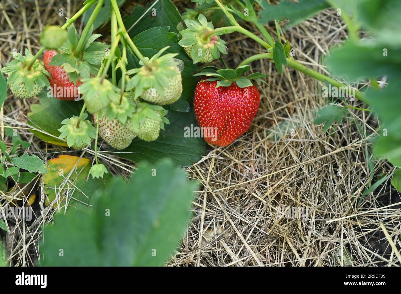 beautiful strawberries in the garden Stock Photo - Alamy