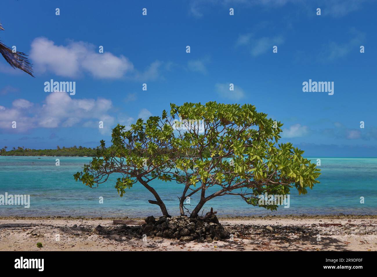 New zealand the lagoon hi-res stock photography and images - Alamy