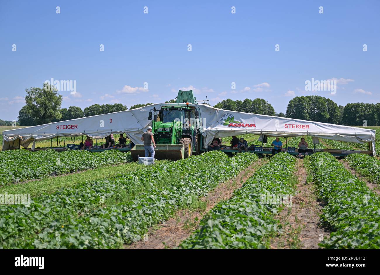 Cucumber plane hi-res stock photography and images - Alamy