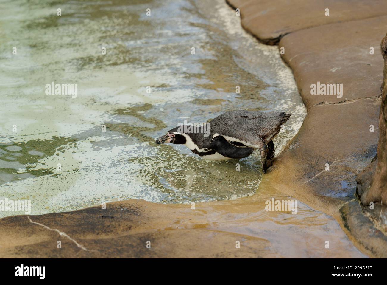 An African penguin is pictured drinking water from a pool of water next ...