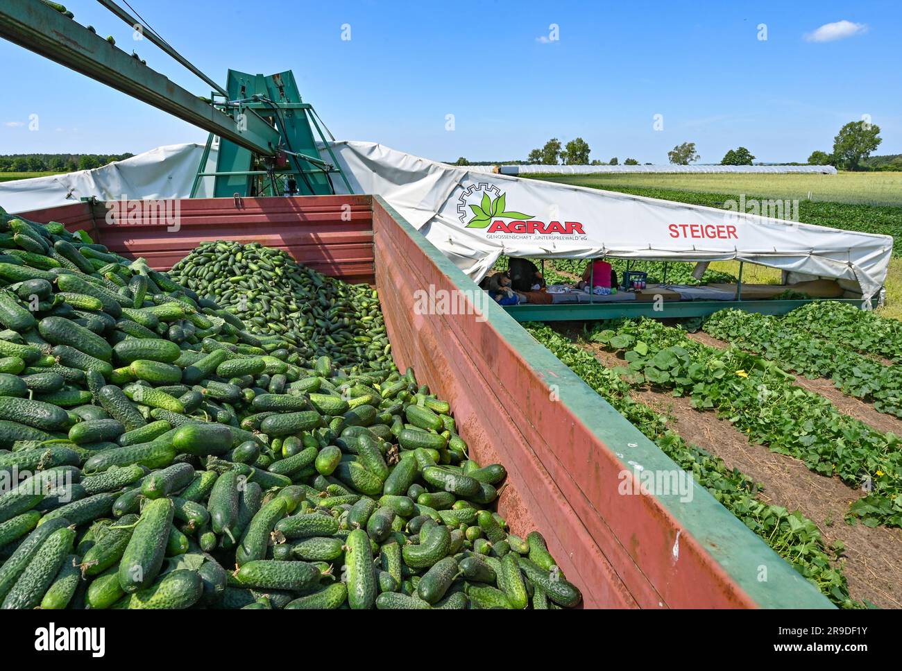 Cucumber plane hi-res stock photography and images - Alamy
