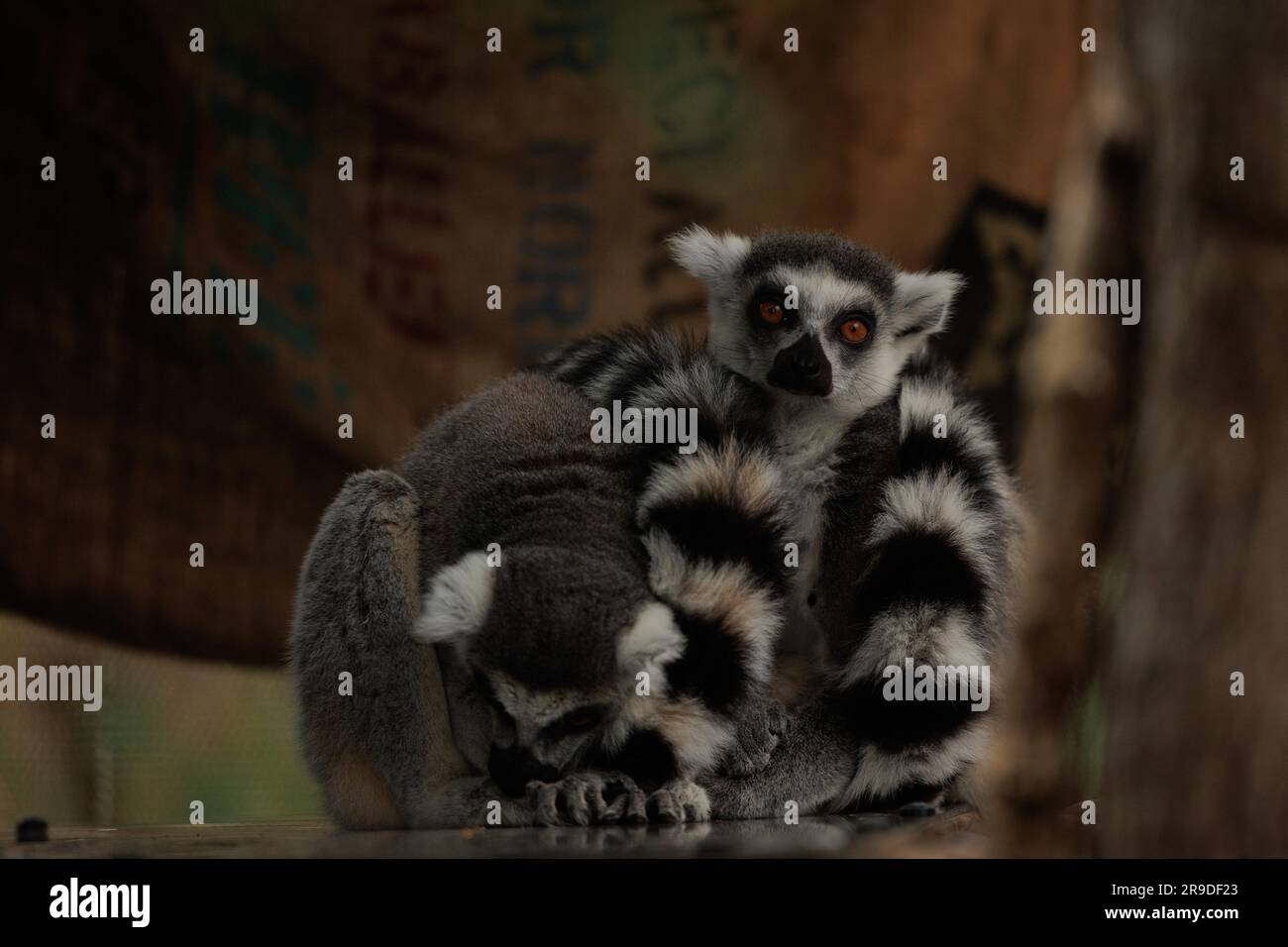 Two lemurs cuddling and bonding in a zoo exhibit, showing the close ...