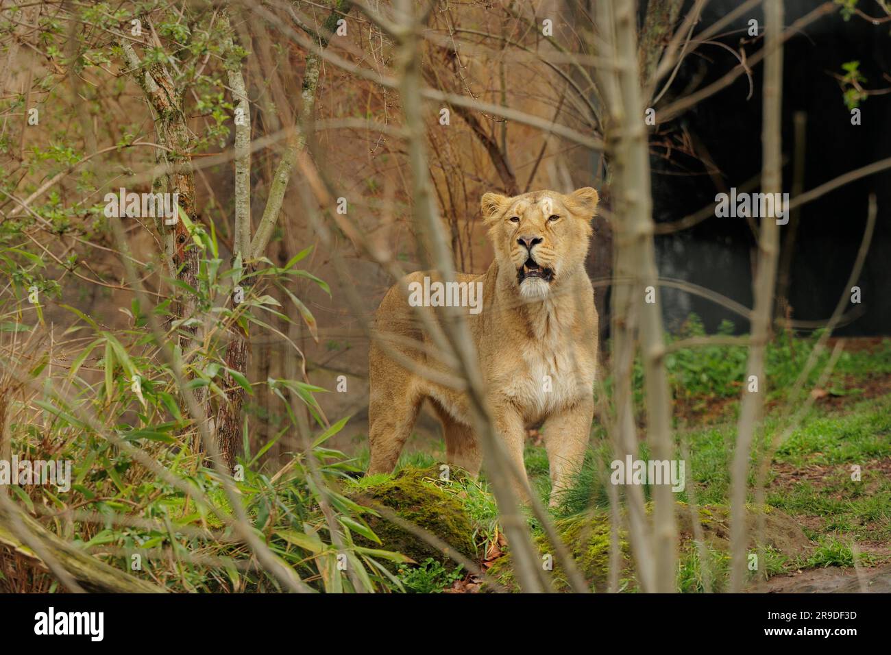 A female lion stands tall in a zoo, her graceful form illuminated by ...