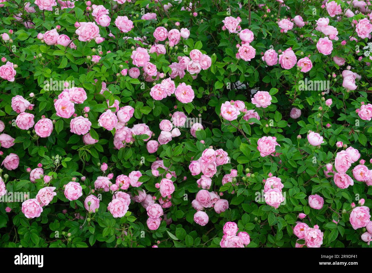 Beautiful pink blooming roses background. Peony roses Stock Photo - Alamy
