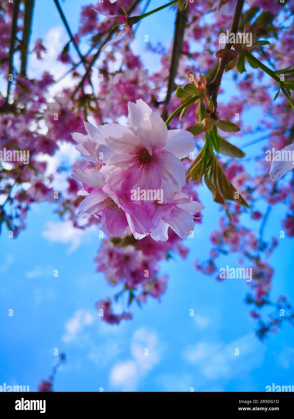 A close-up shot of a vibrant pink flower with a blue sky backdrop Stock ...