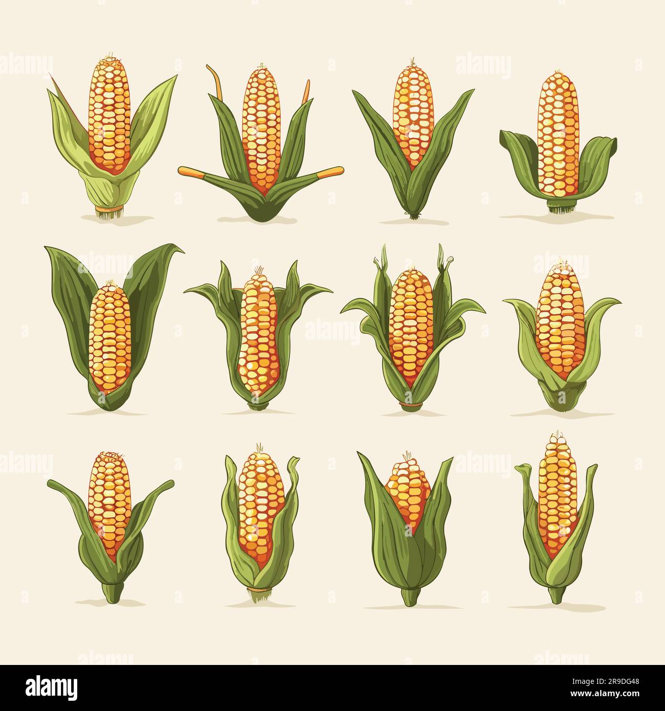 Corn vector illustration Stock Vector Images - Alamy