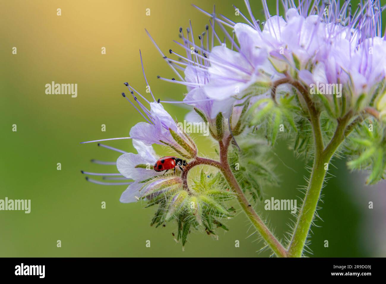 macro of a ladybug coccinella magnifica on blue tansy - phacelia ...