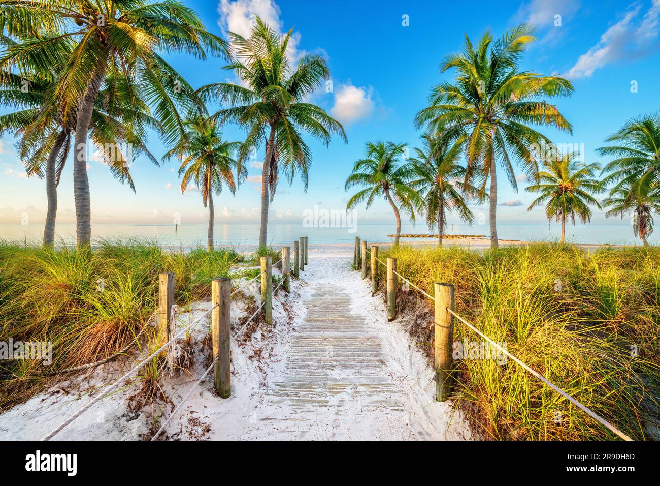 White sand beach framed palm hi-res stock photography and images - Alamy